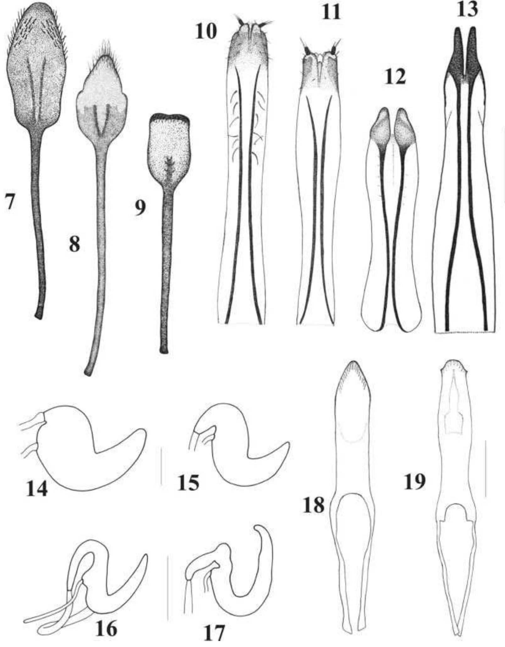 S 7-19. characters of the genitalia in the