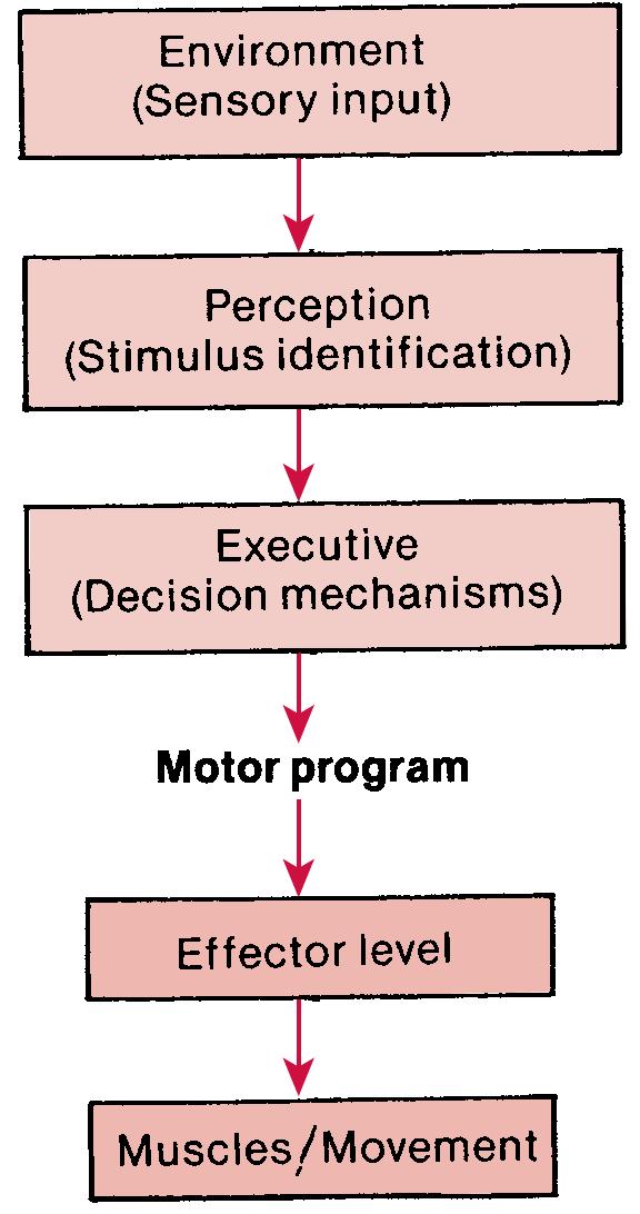 3 open-loop control system. the complexity of human movement