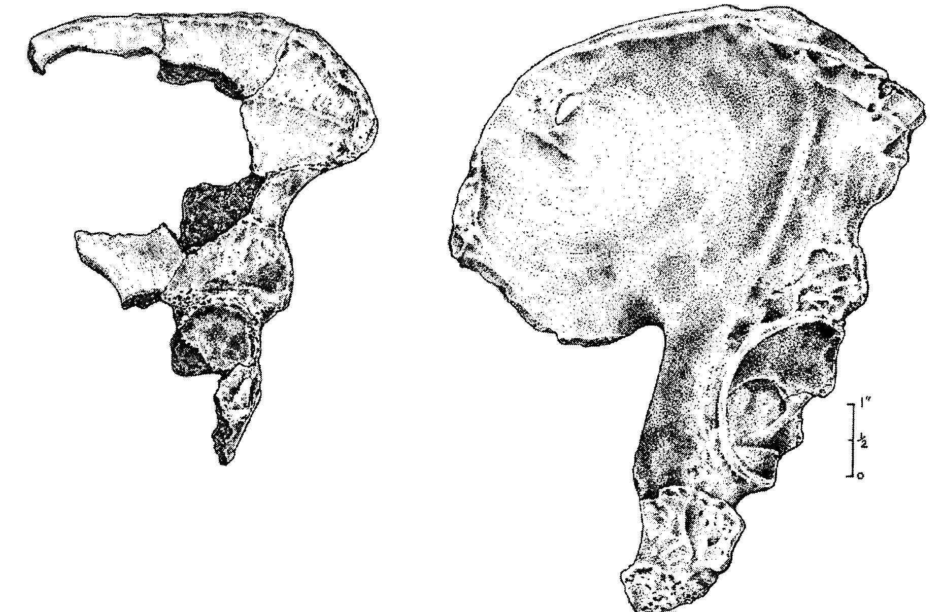 Fic. 3.— comparison of the stw 431 australopithecine (left)