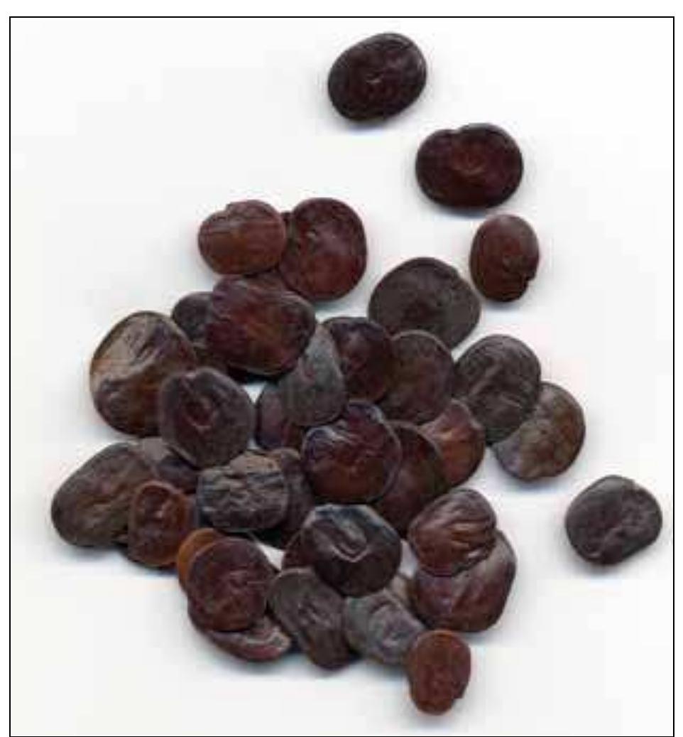 (PDF) What kind of hallucinogenic snuff was used at Chavín de Huántar ...