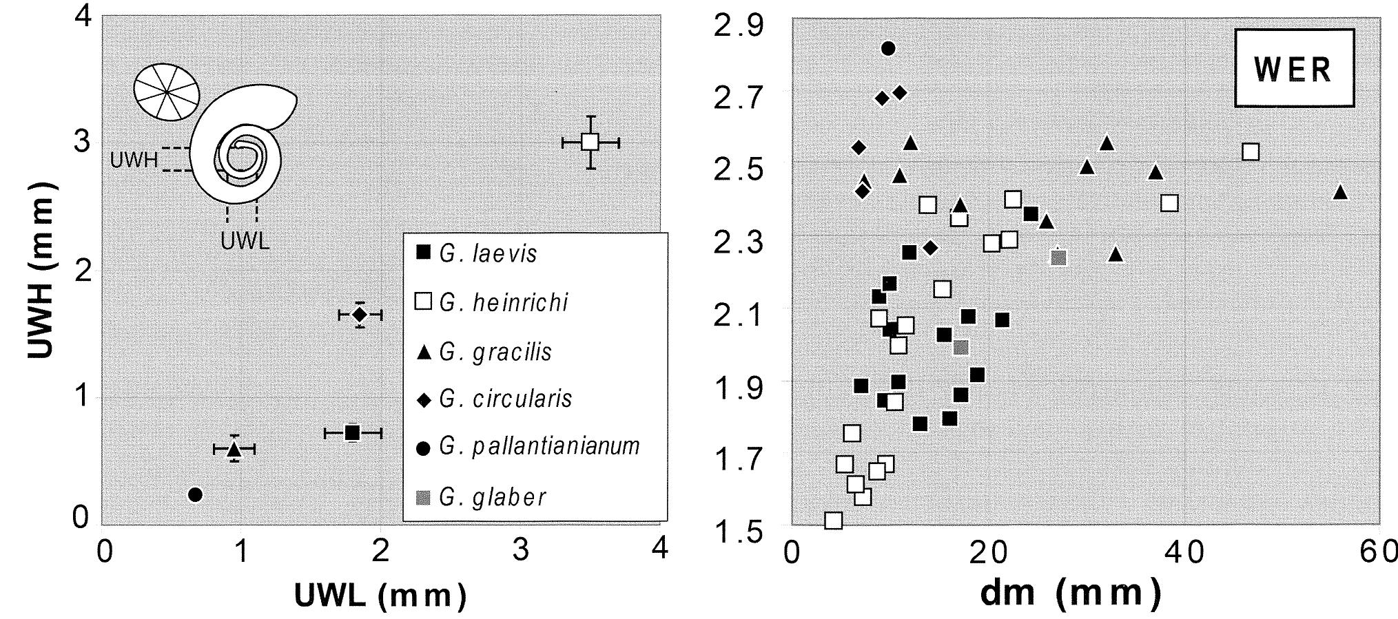 Text-fig. 11. a: dimensions of the umbilical window for