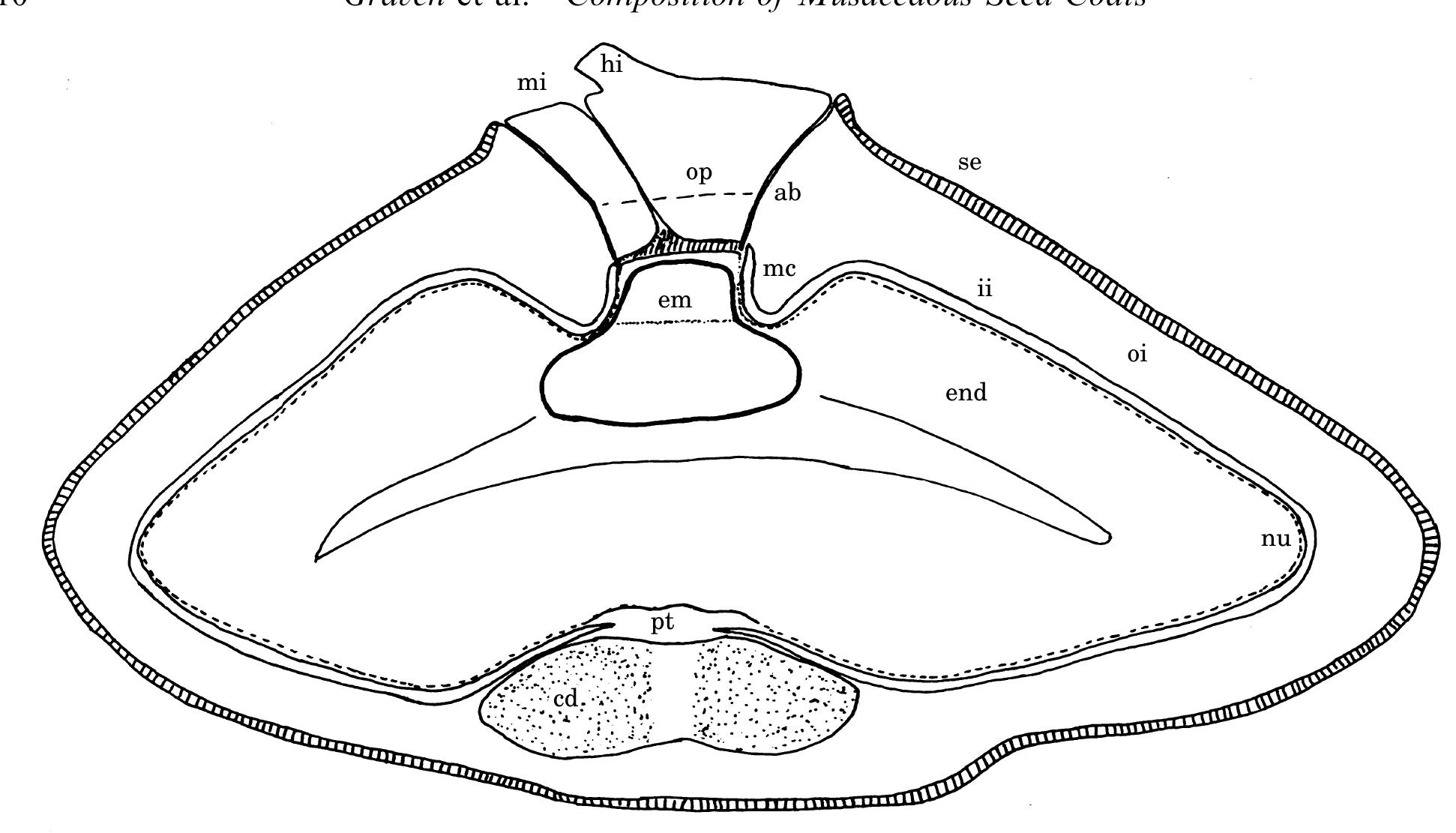 Fic. 3. schematic drawing of a longitudinal section of the