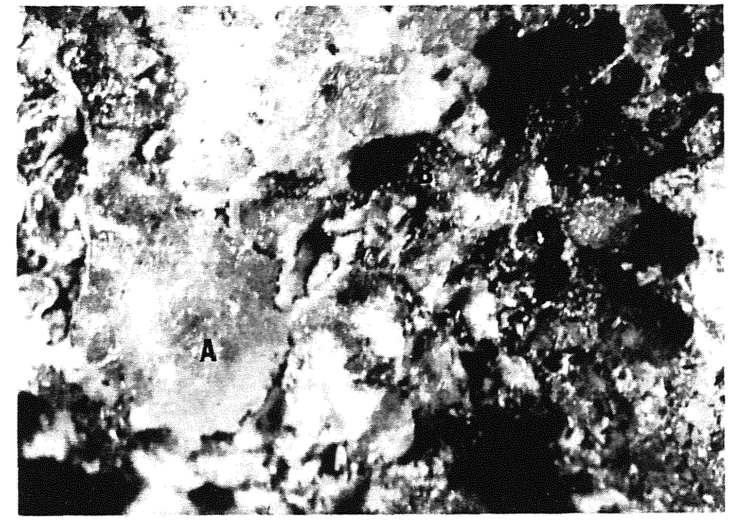 Photomicrograph (40x) of a granular stone surface. the