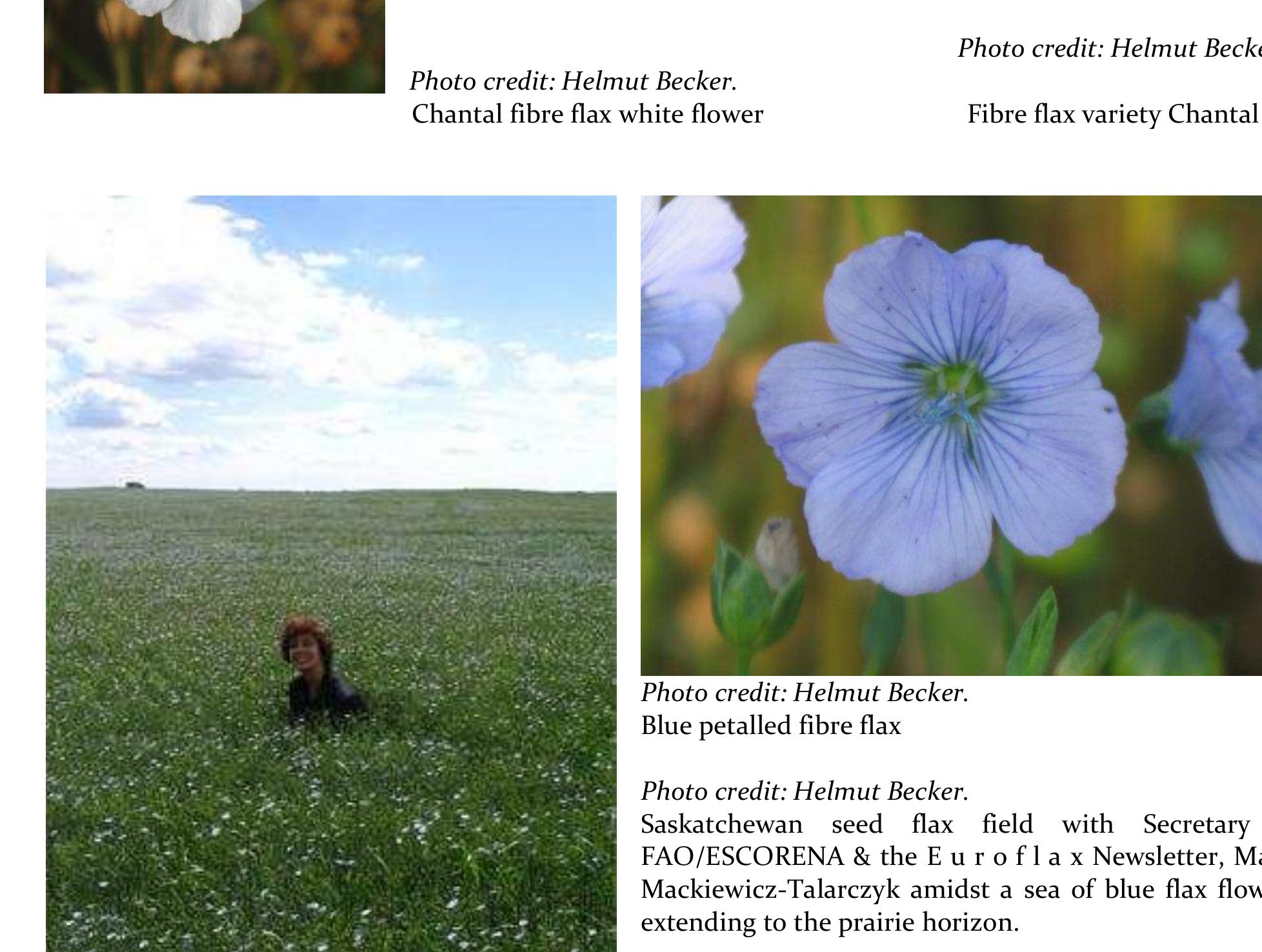 Flax Glossary of Terms with Illustrations