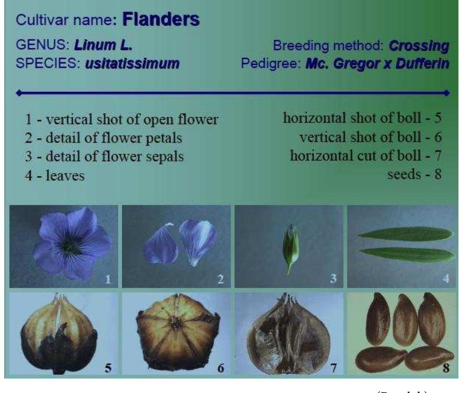 Flax Glossary of Terms with Illustrations