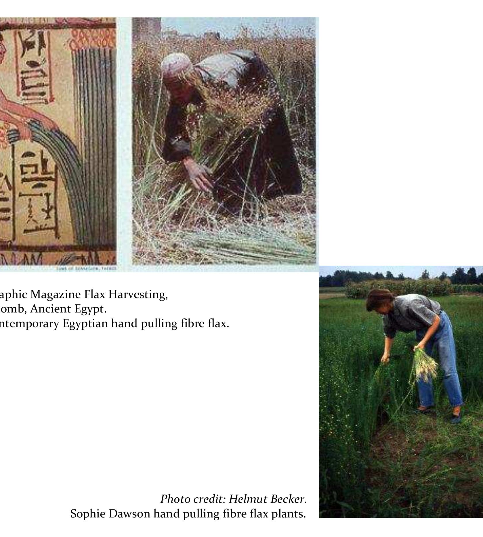 Flax Glossary of Terms with Illustrations
