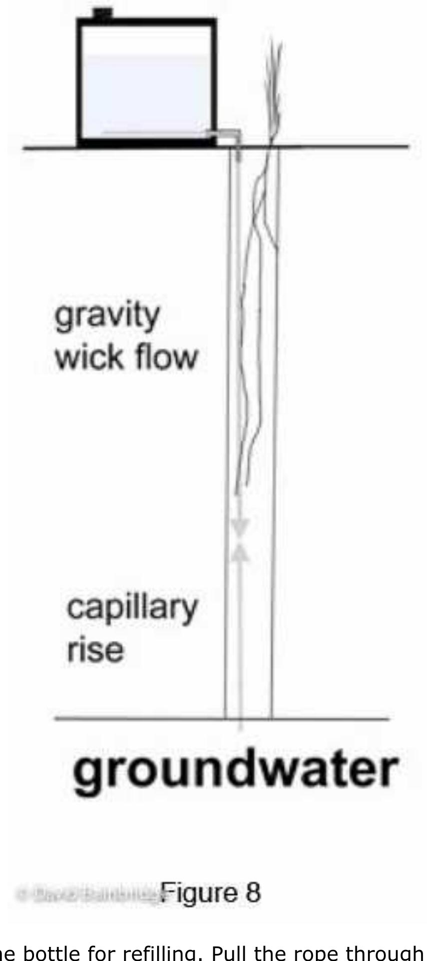 Plant the seedling and wick together. if it is a taproot