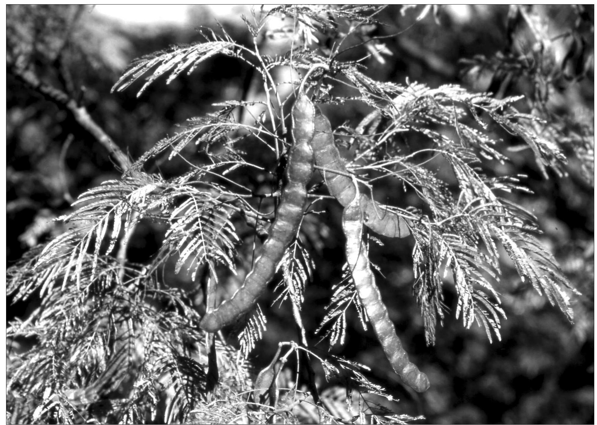 1. anadenanthera colubrina var. cebil, in fruit. cerro san