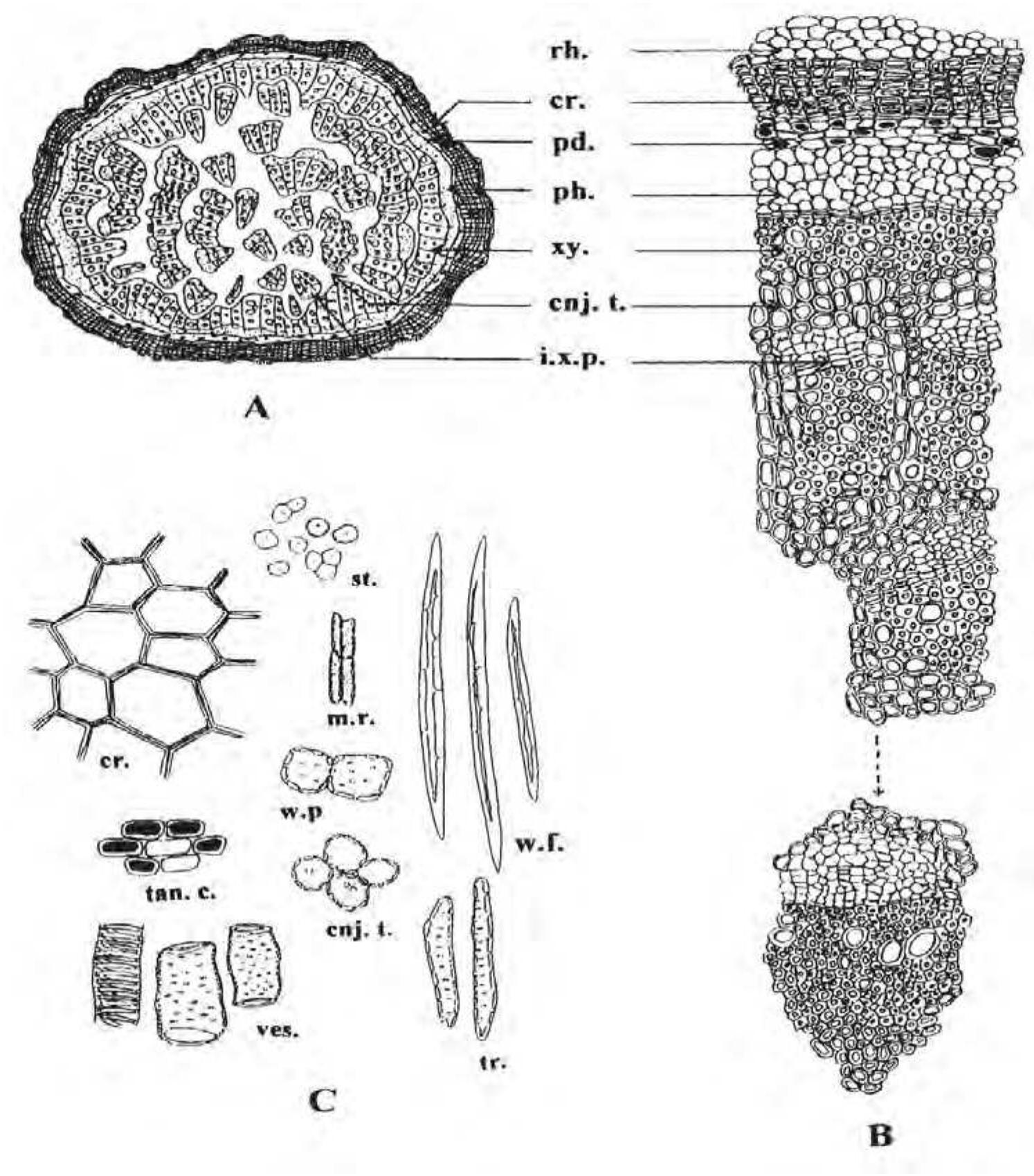 (2): micromorphology of the 2 years old root of simmondsia