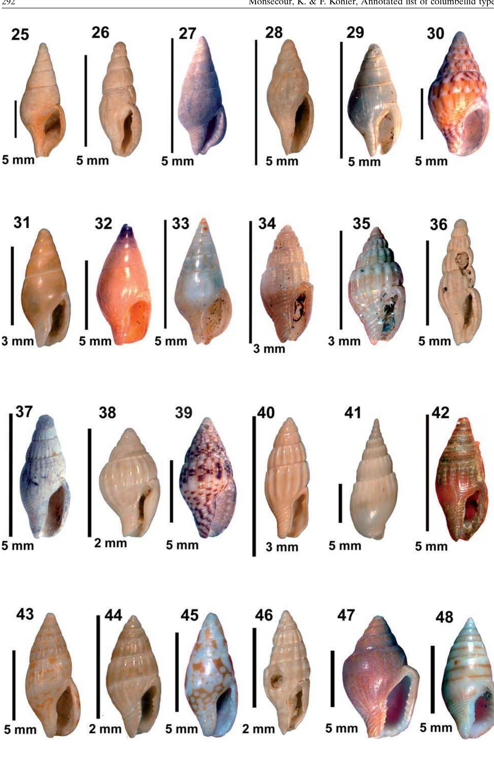 Figure 2 - Annotated list of columbellid types held in the