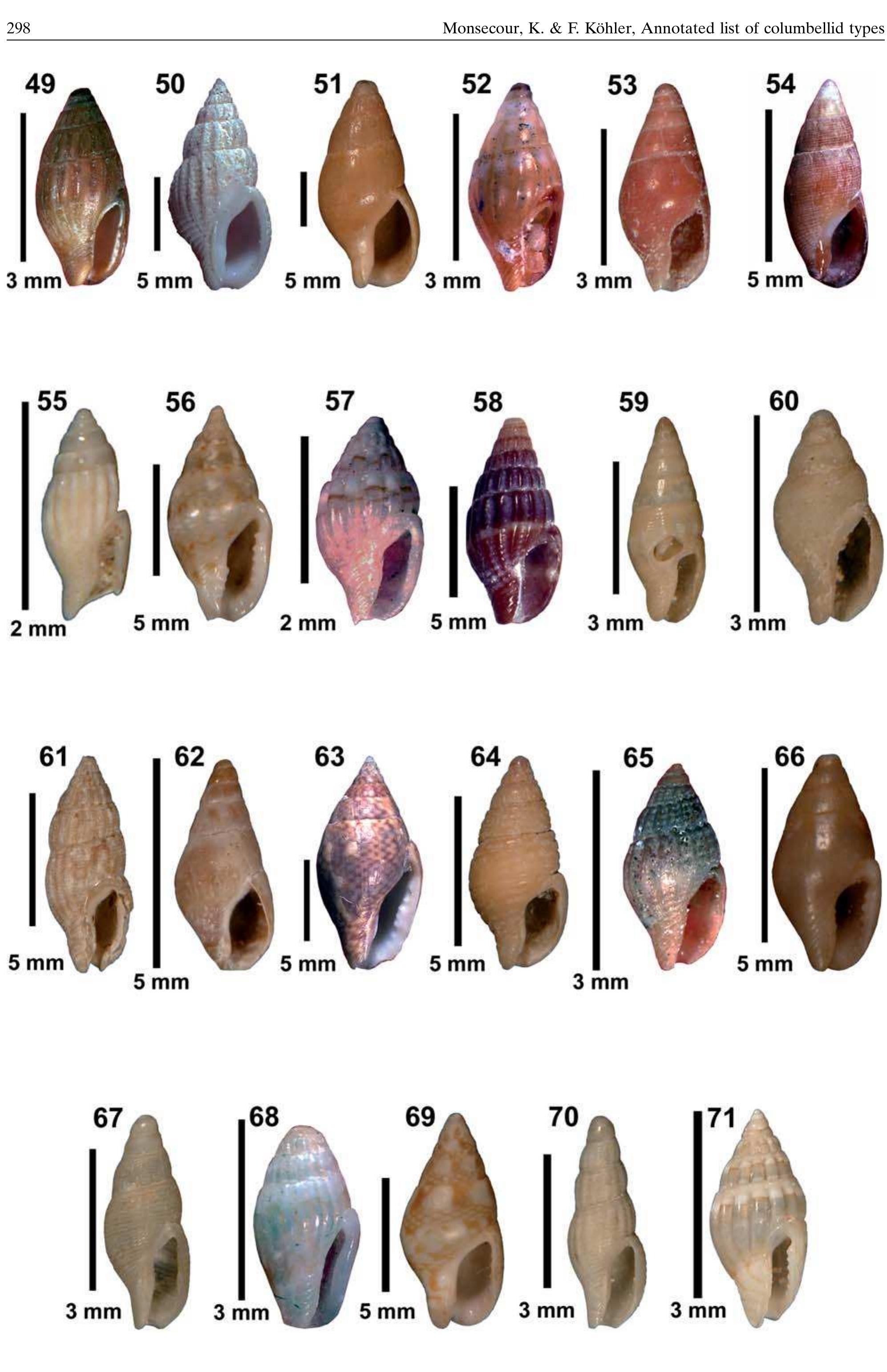Figure 3 - Annotated list of columbellid types held in the