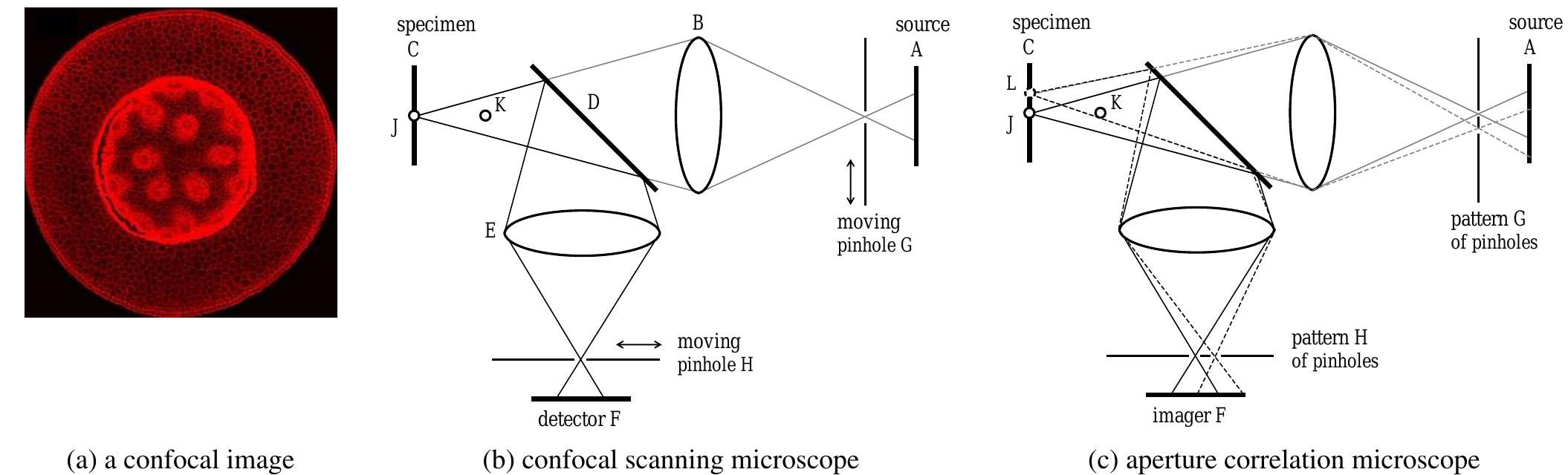The principle of confocal microscopy. (a) confocal laser