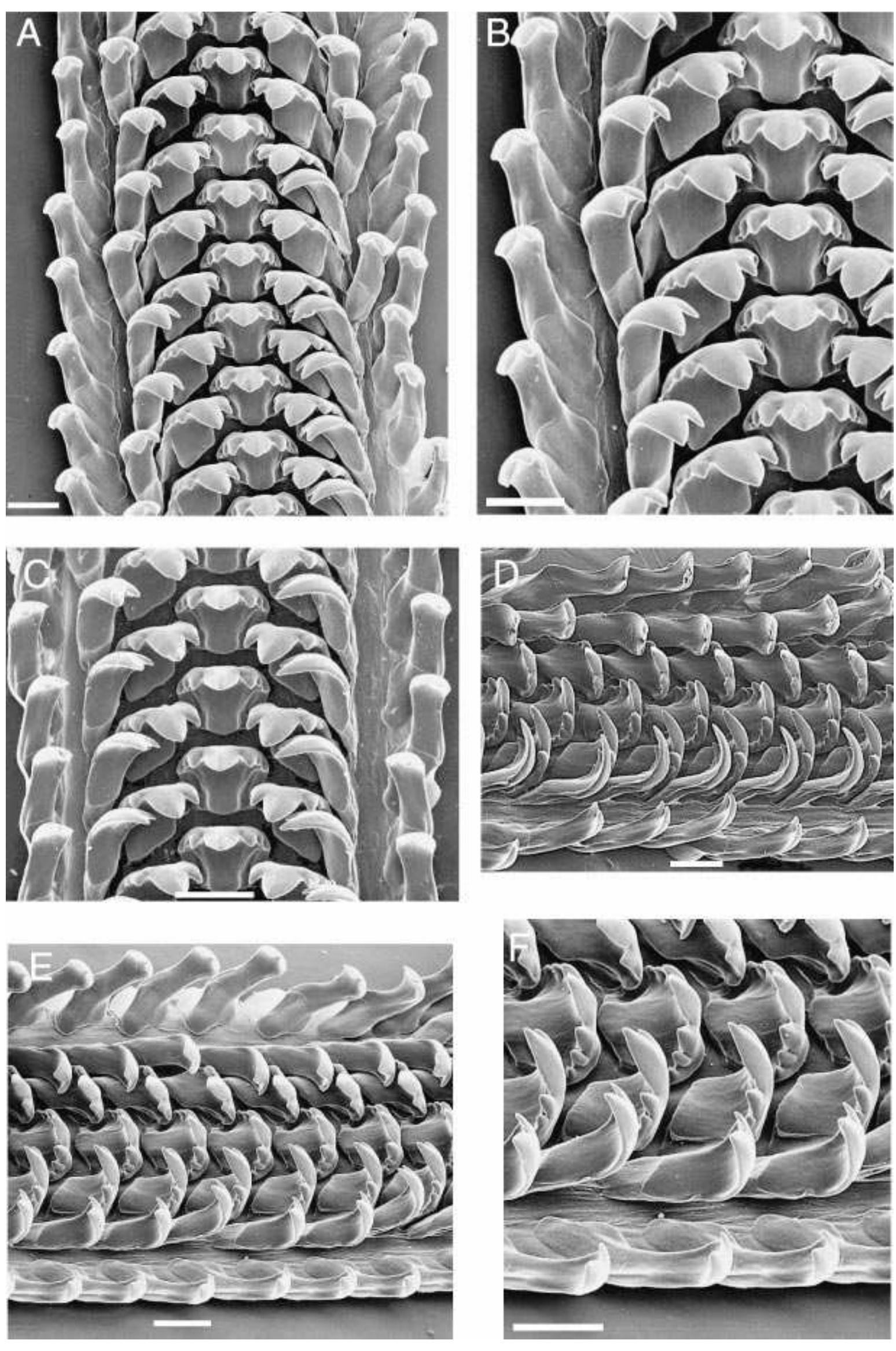 A-f. sem images of the radula. —a. segment of a radula of 7.