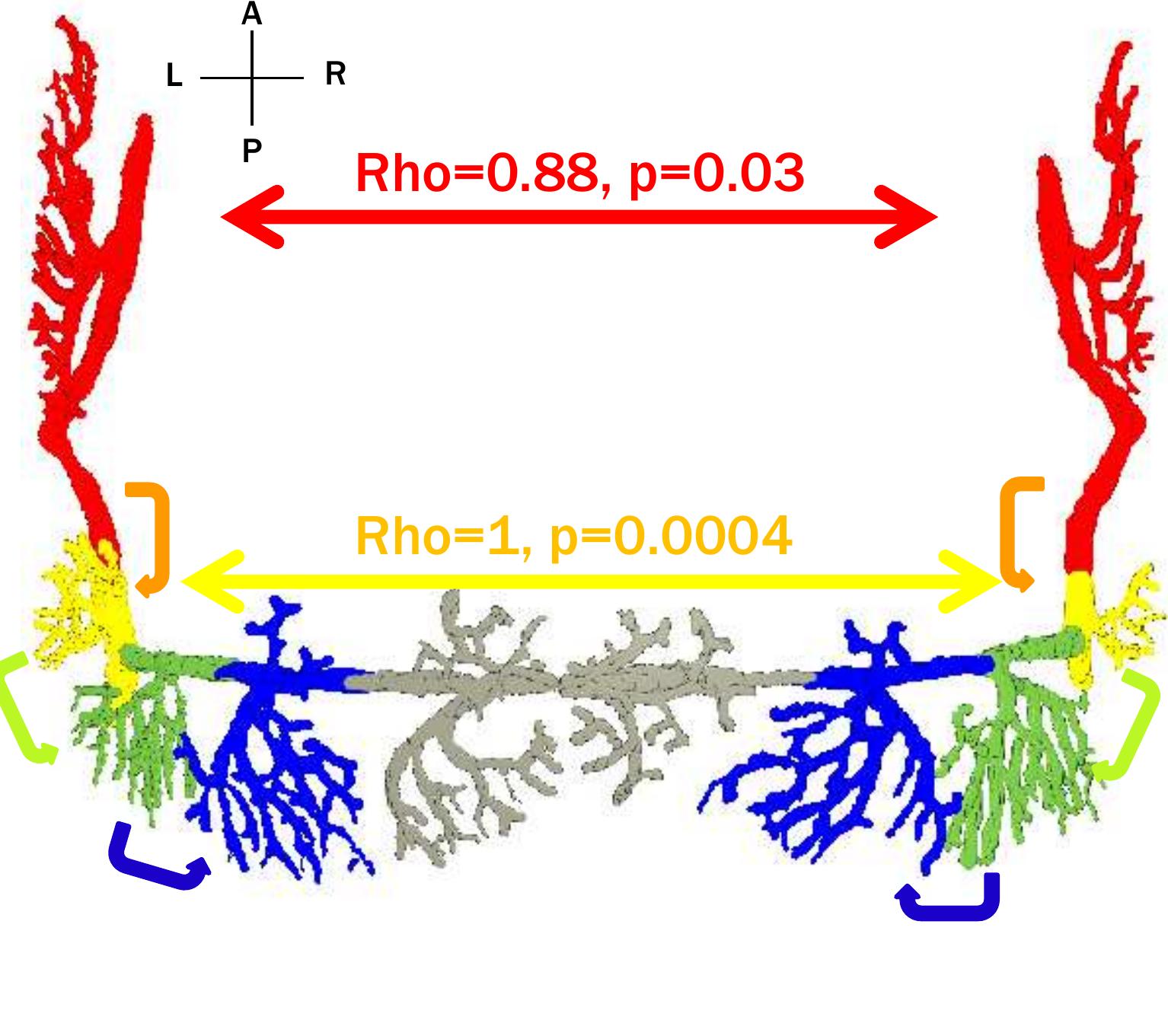 Figure 17 - How to build a fish head? Modularity of lateral