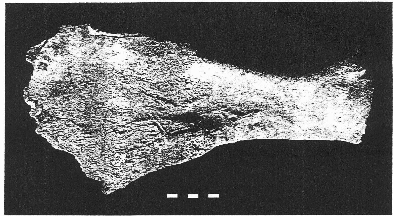 The medial surface of the left scapula of an adult cow from