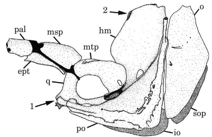 Fic.4. lateral view of suspensorium and opercular complex of
