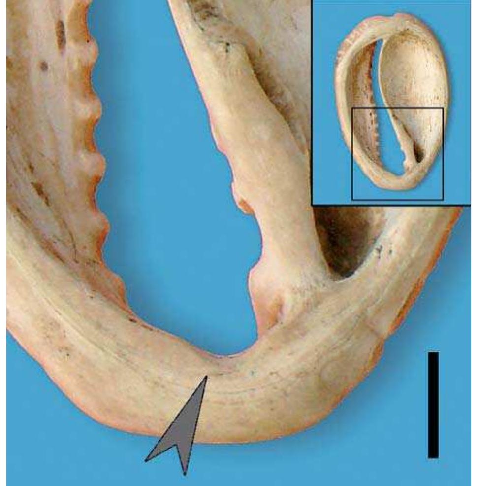 Detail of the dorsal face of the anterior extremity of the