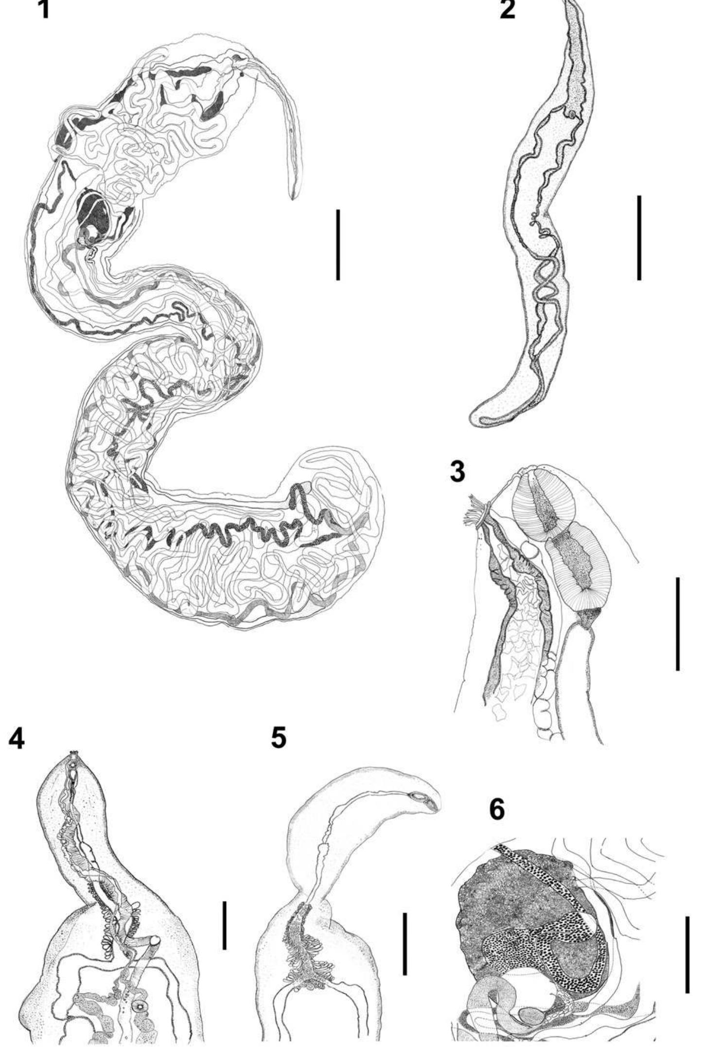 S. 1-6. light microscopy of b. bennetti, a parasite of