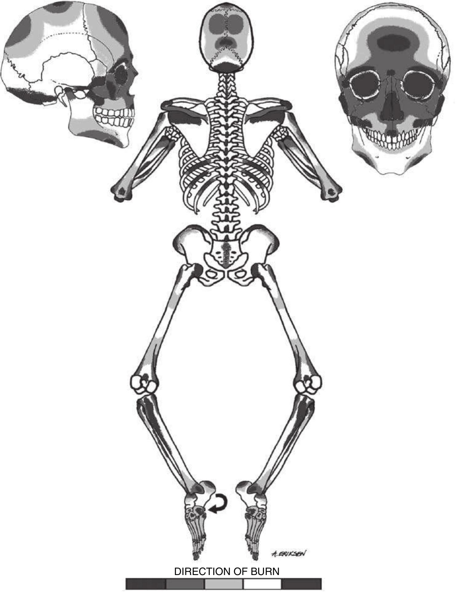 8 this is a posterior view of the skeleton diagram in