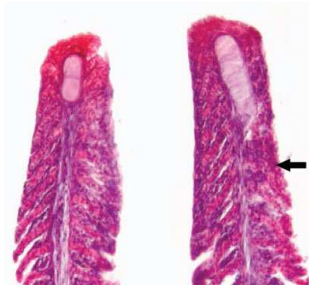 Histological appearance of gill tissue with second- ary
