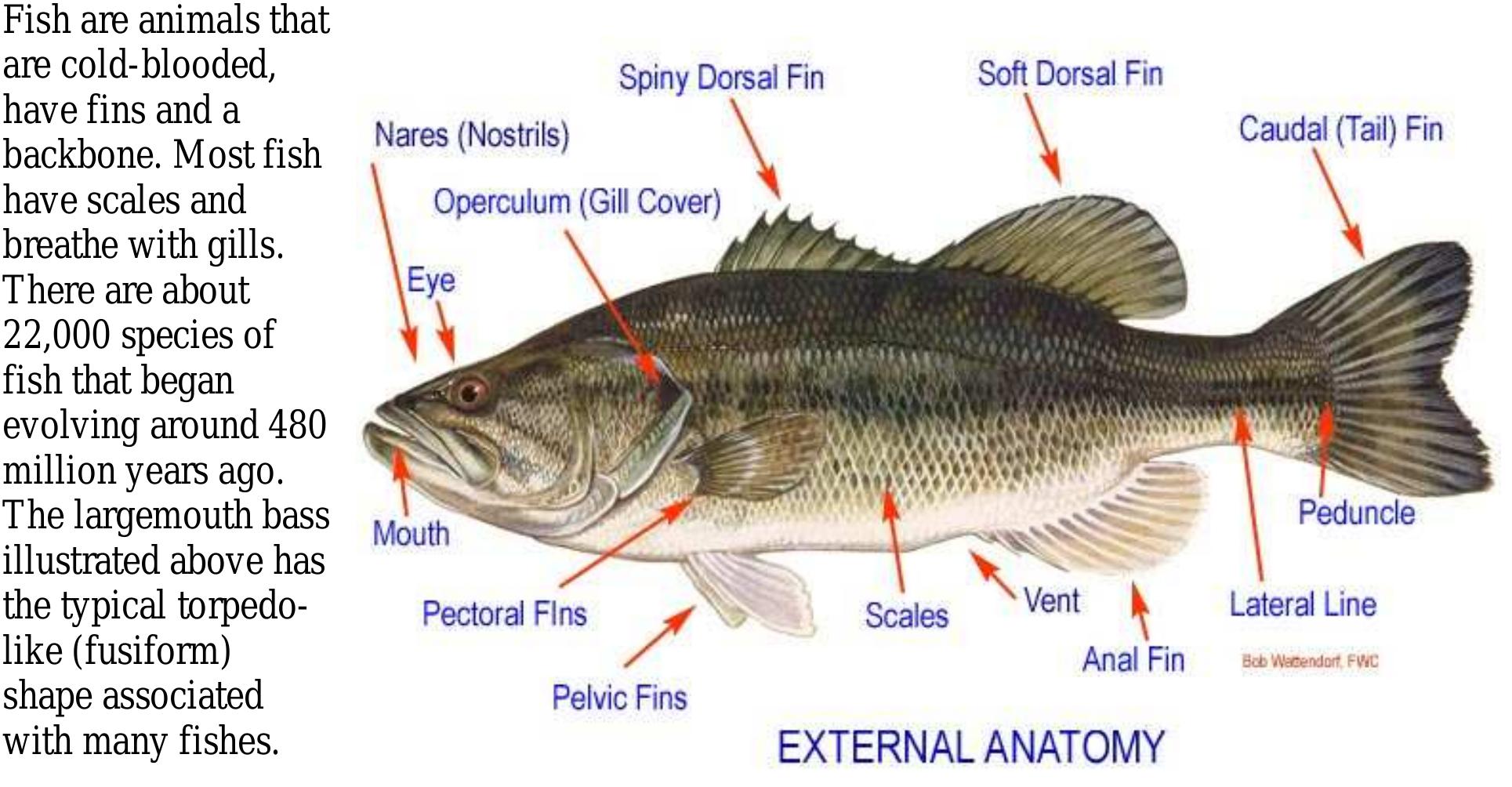 (PDF) FISHERIES BIOLOGY & MANAGEMENT: Fish Anatomy