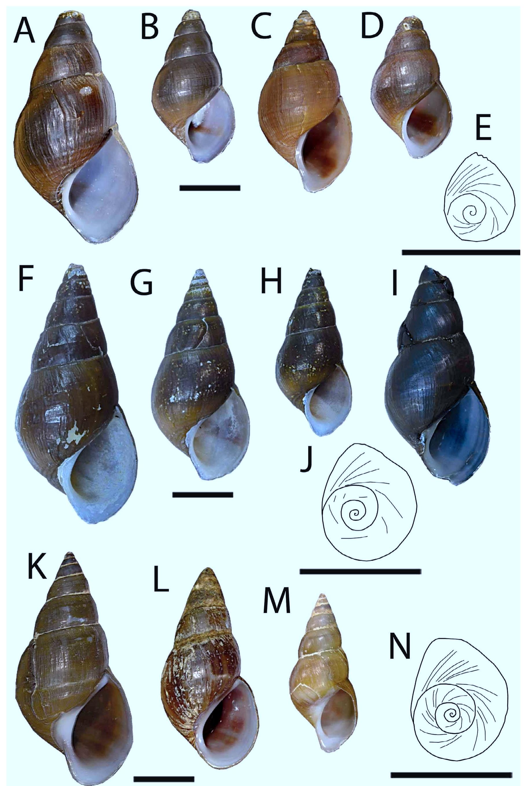 Shells and opercula of new sulcospira species. a. s.