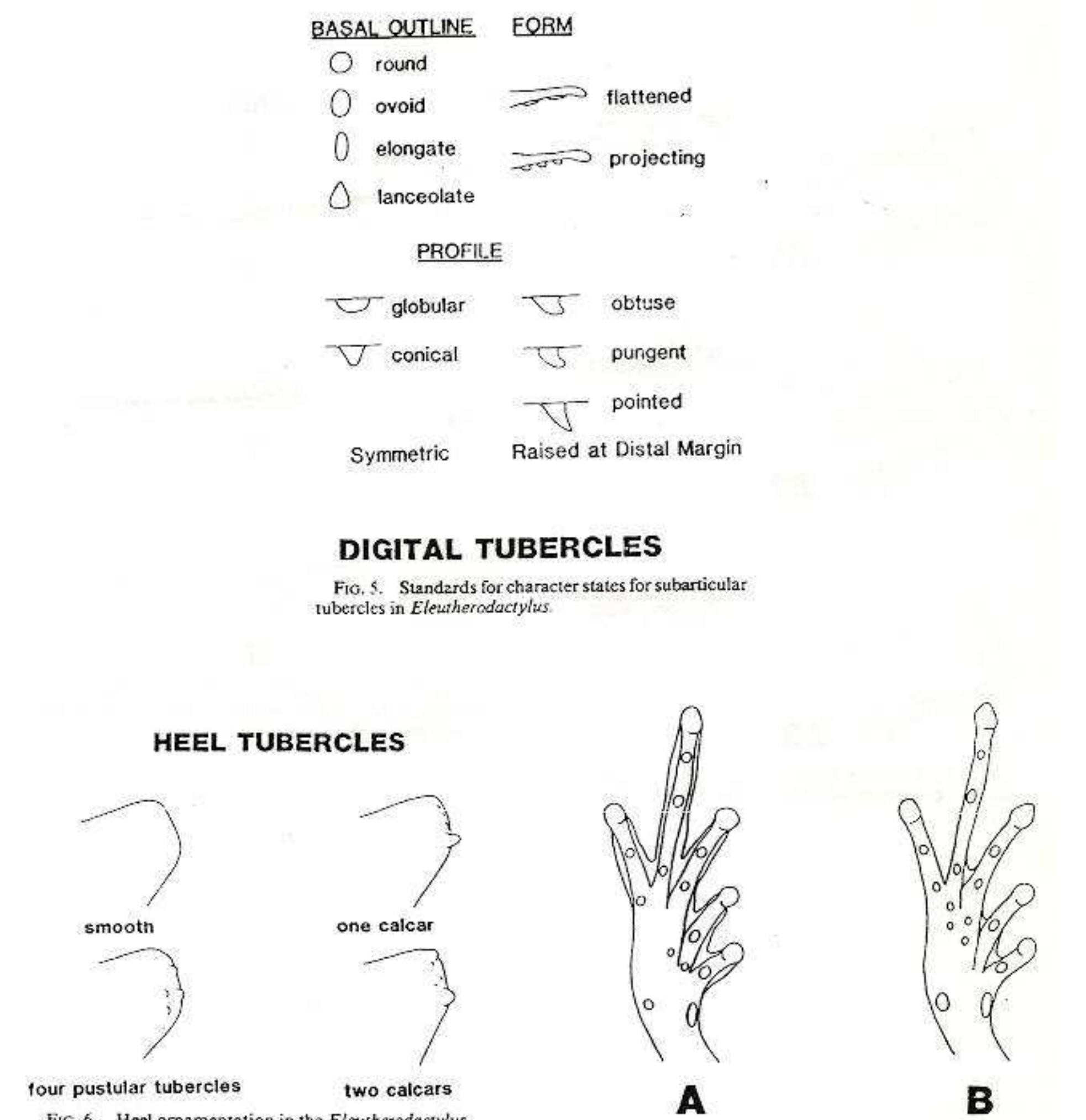 Fic. 7. toe webbing and fringes in the fleuthero- dactylus