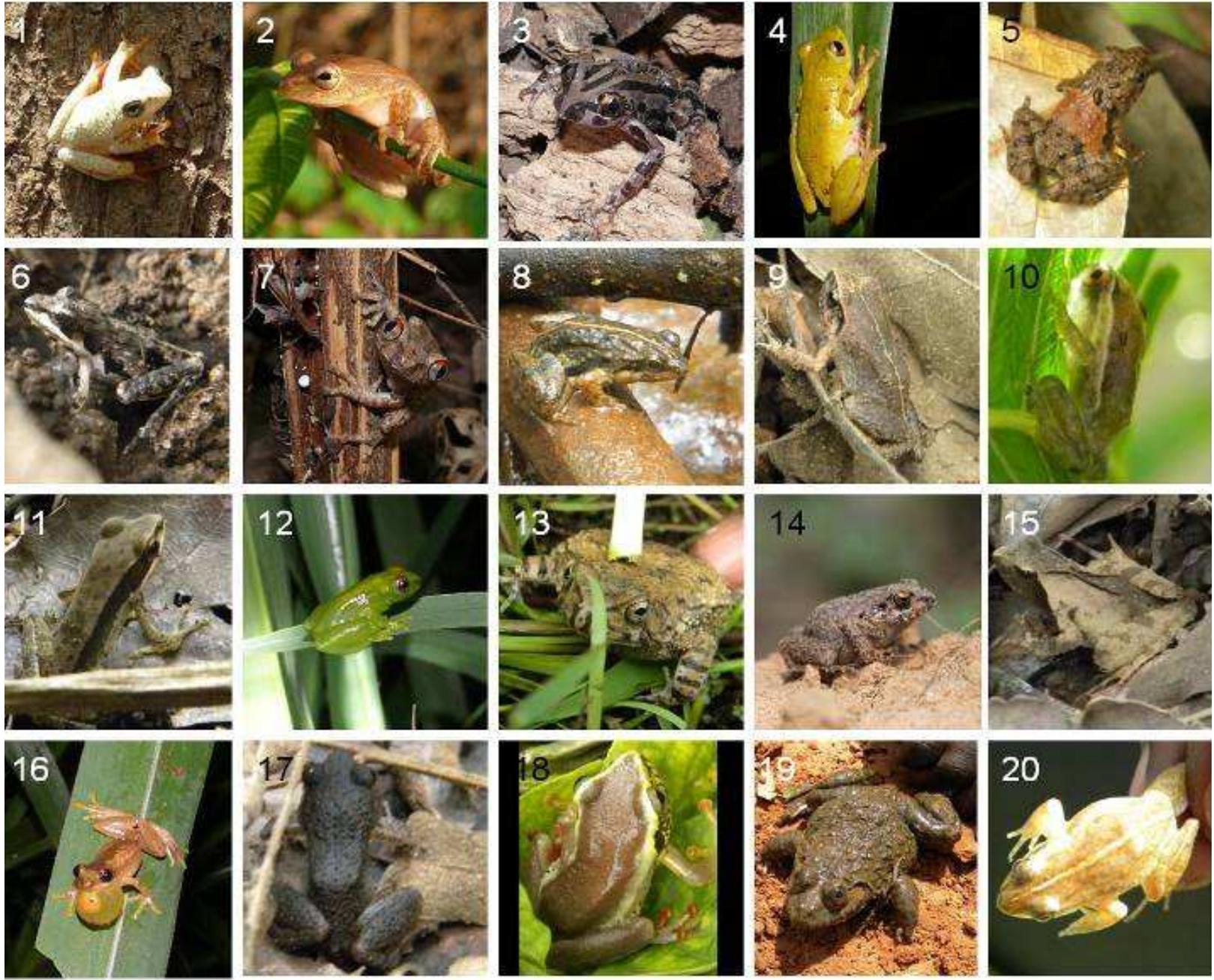 Frogs and toads found within asubima forest reserve (ghana);
