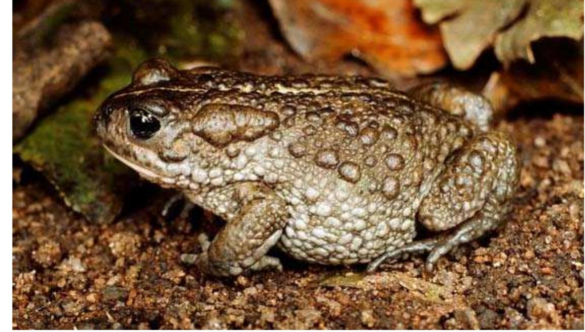 Amatola toad ( vanaijkophrynus amato/icus). photo: vincent