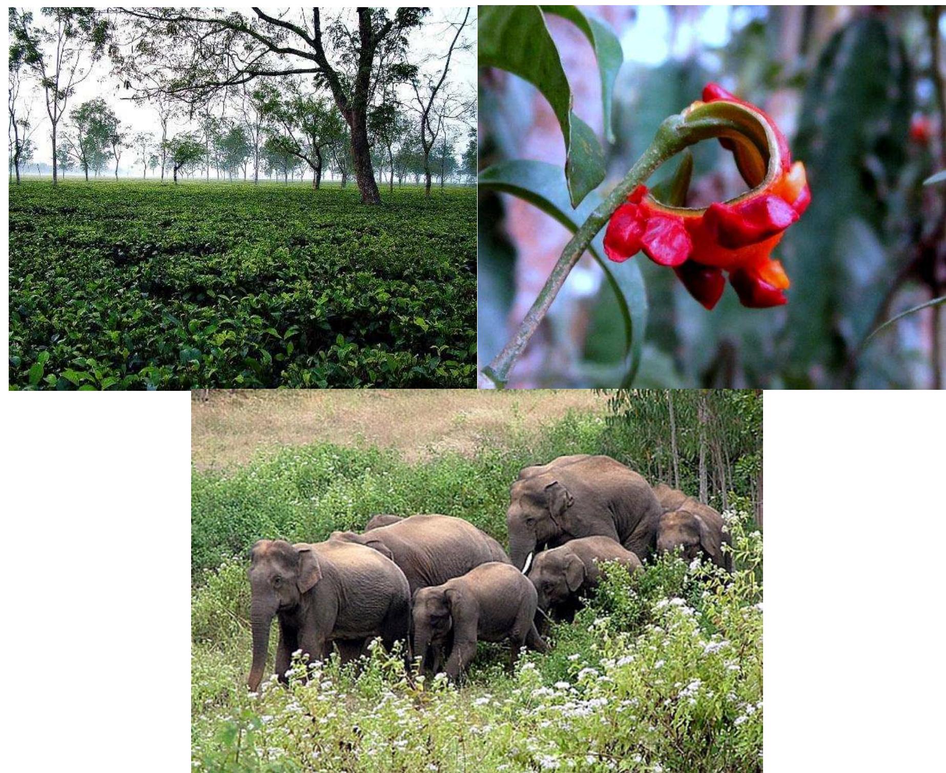 (PDF) ECOLOGICAL STUDY SAMPLING TECHNIQUES IN FIELD ECOLOGY QUADRAT ...