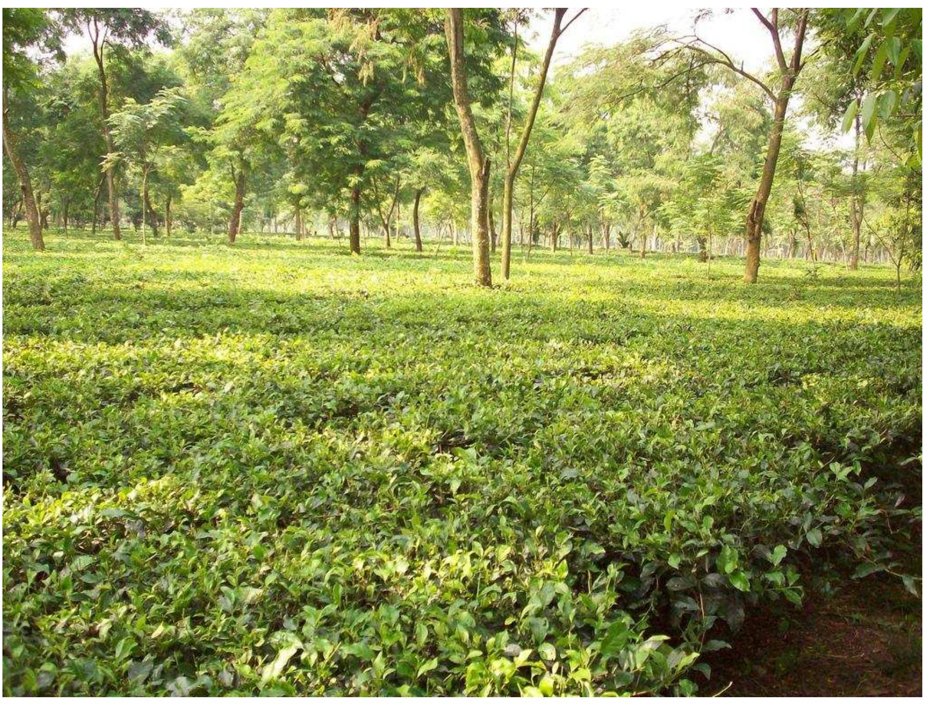(PDF) ECOLOGICAL STUDY SAMPLING TECHNIQUES IN FIELD ECOLOGY QUADRAT ...