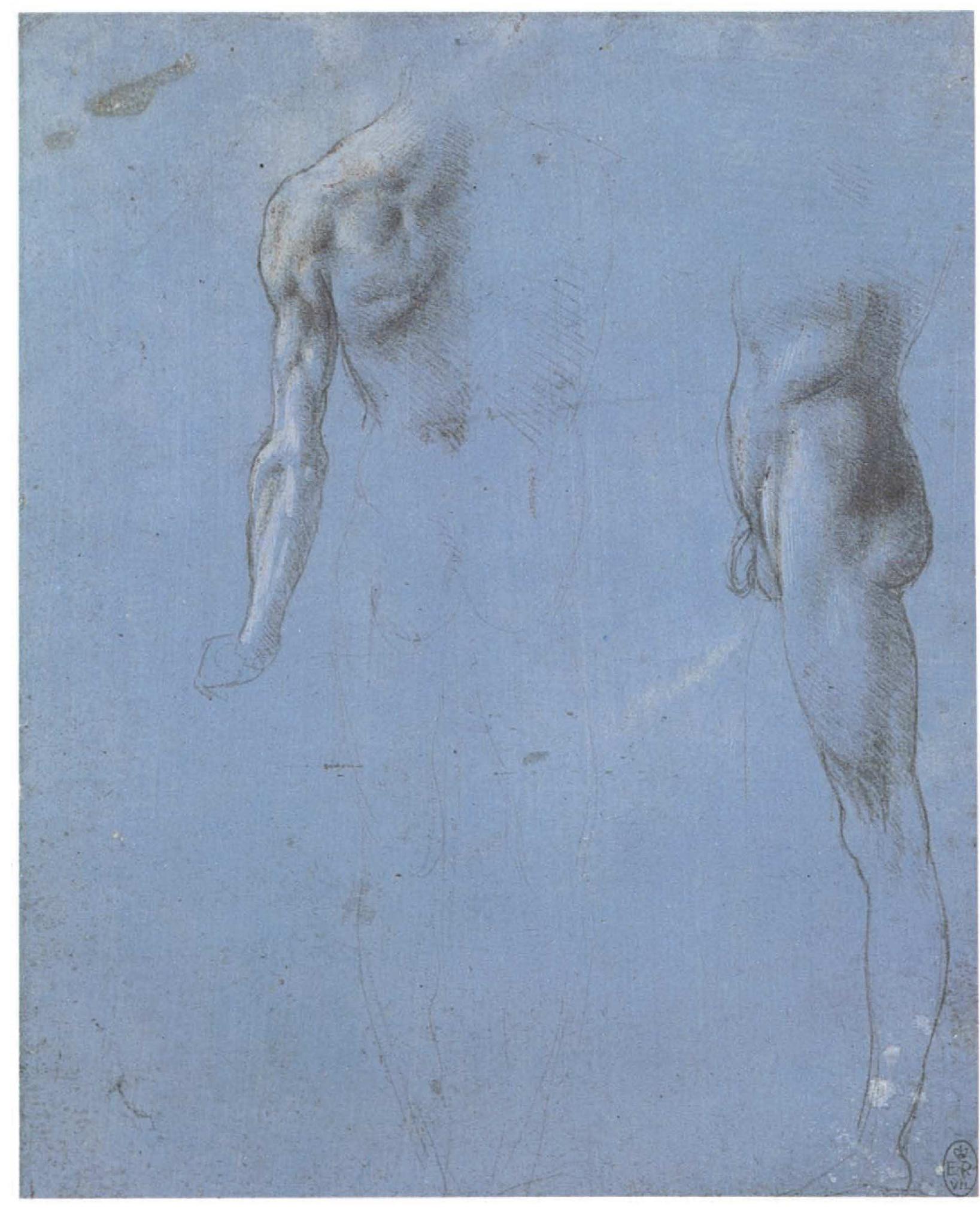 47. muscles of the arms and legs (r.l. 12637r)