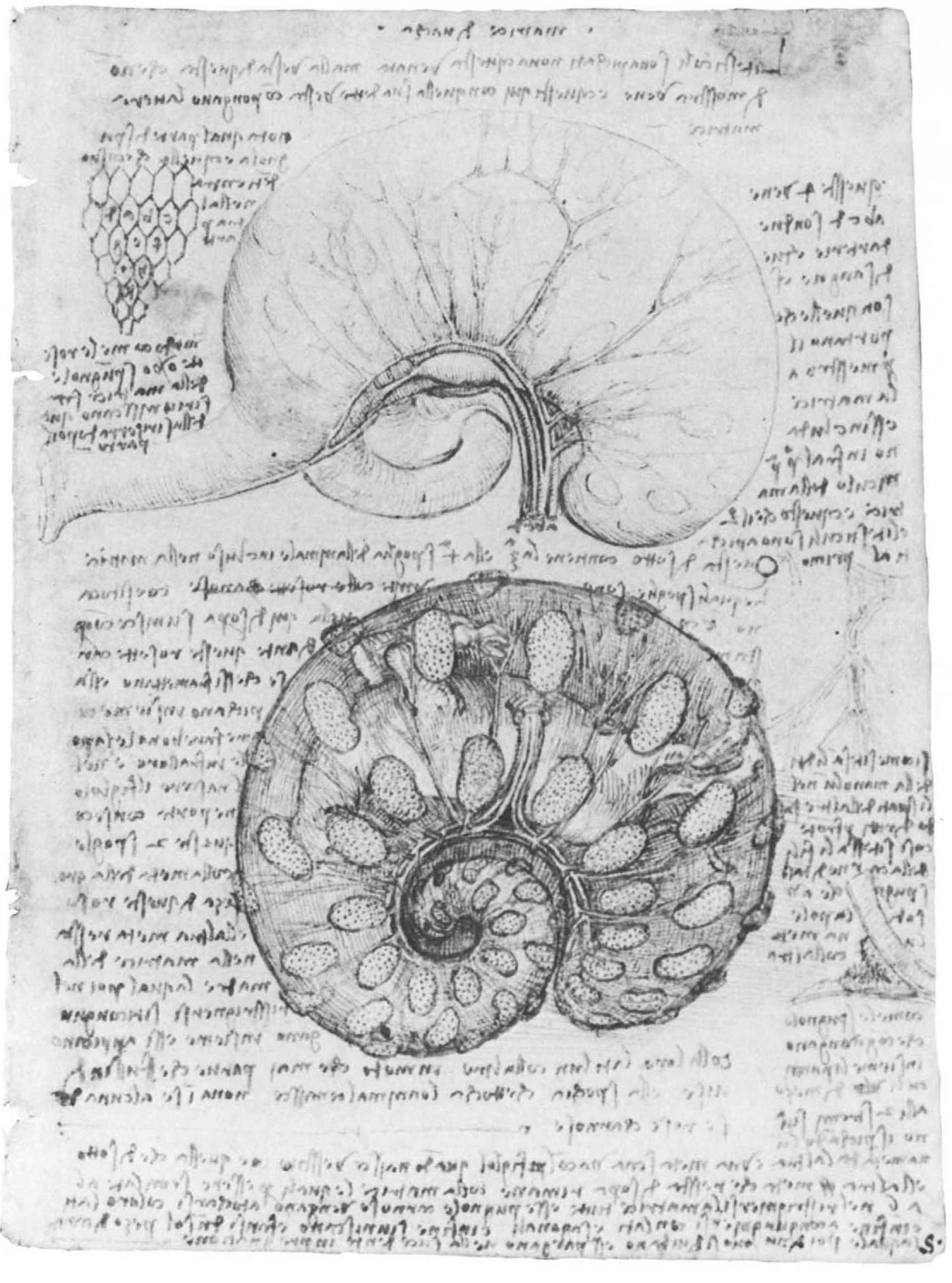 Figure 37 - Leonardo da Vinci : anatomical drawings