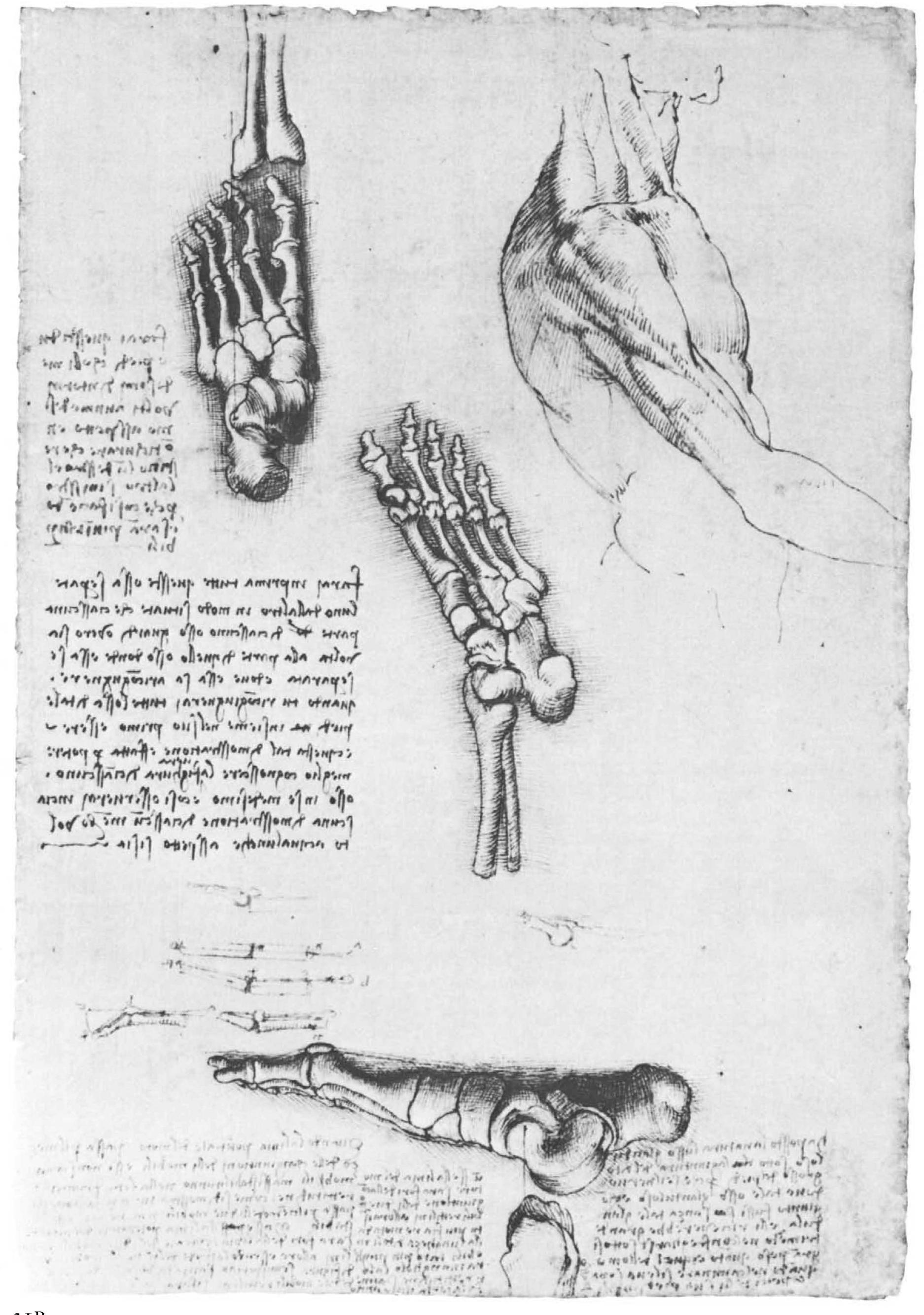 Figure 69 - Leonardo da Vinci : anatomical drawings