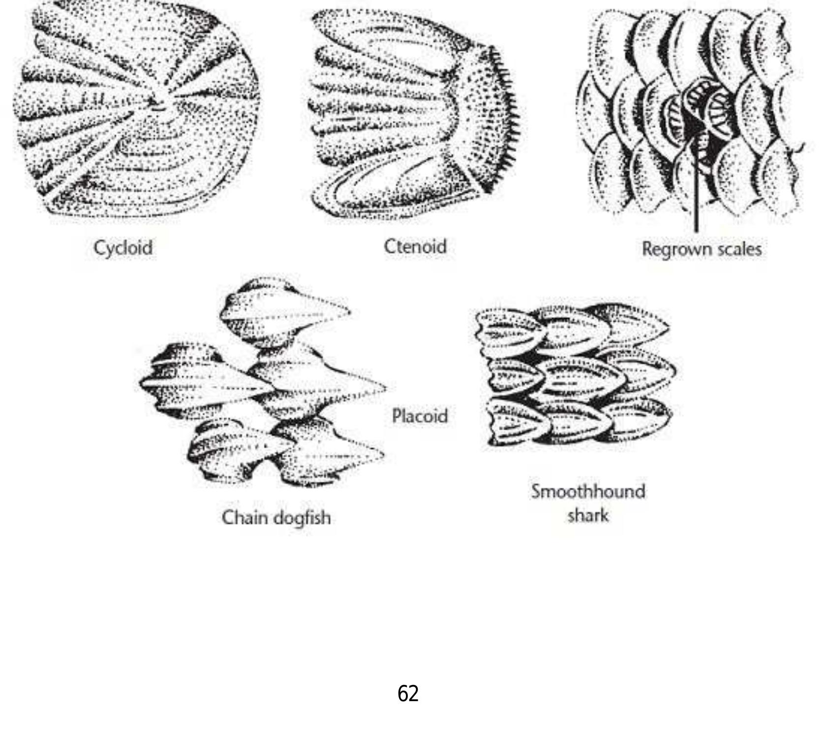 (PDF) VERTEBRATE ZOOLOGY - MODULE