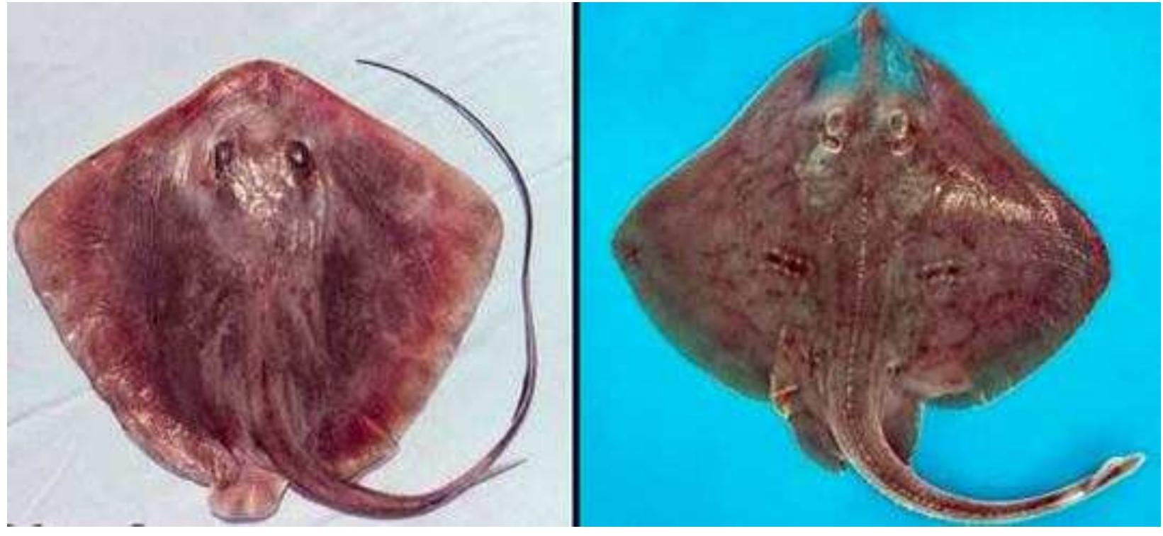 [he major difference between rays and skates is in their