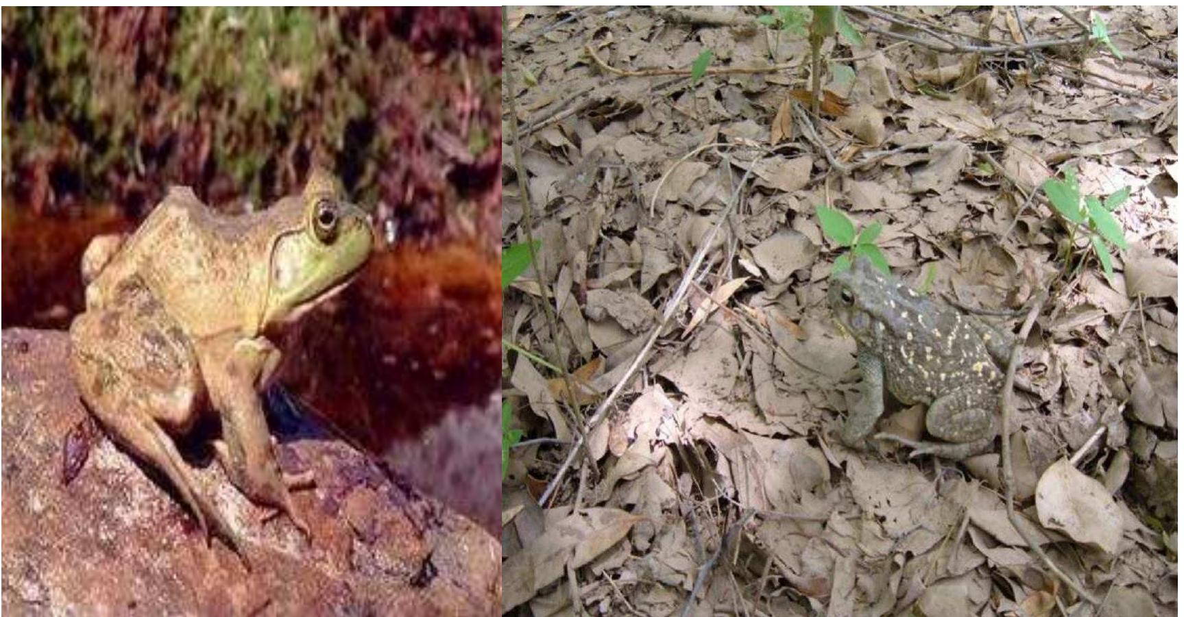 (PDF) Role of Vertebrates in Ecosystems and Society