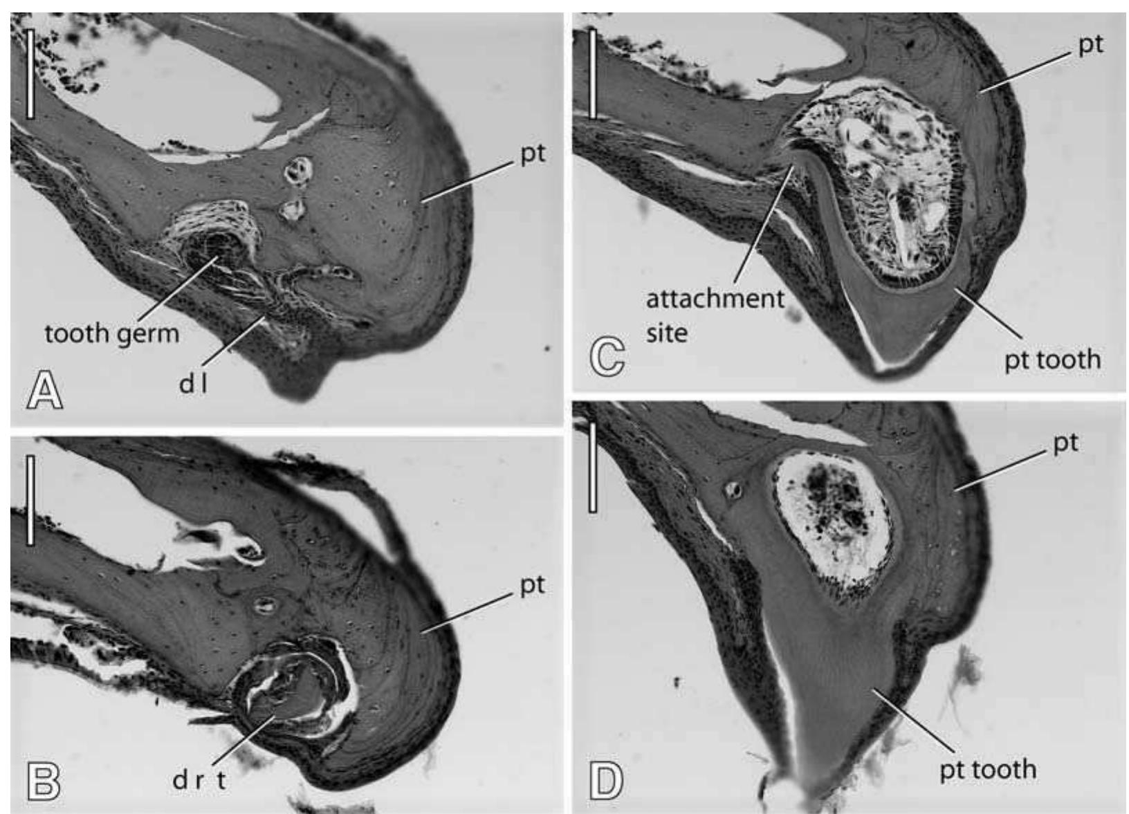 Fic. 4. (a) transverse section through left pterygoid of