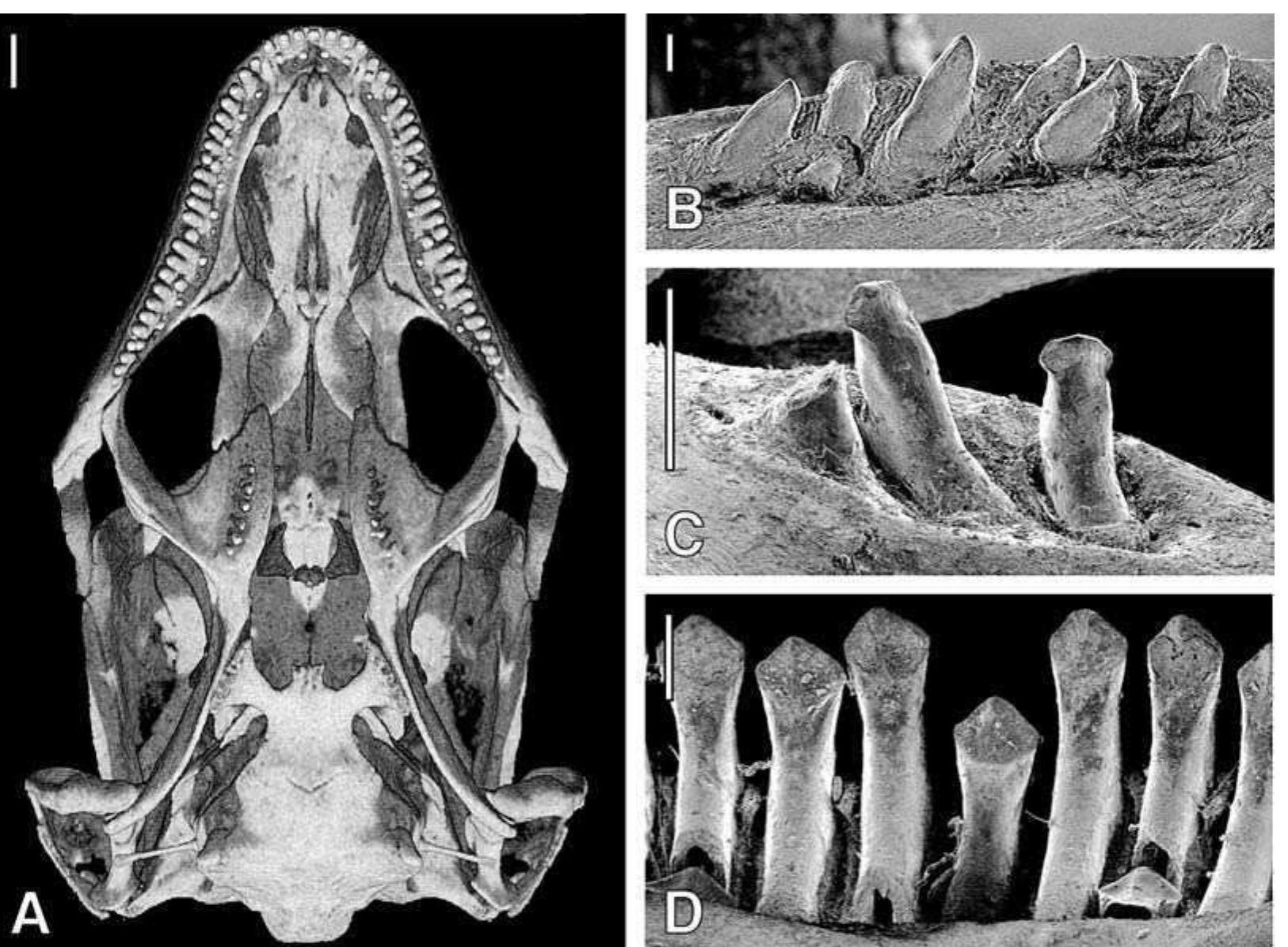 Fic. 9. (a) ct scan depicting ventral view of the skull in