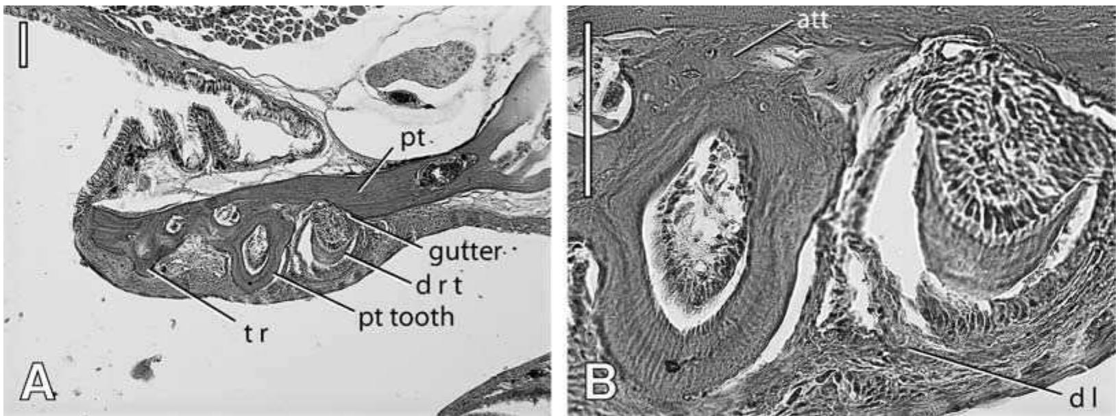 Fic. 10. (a) transverse section through right pterygoid of