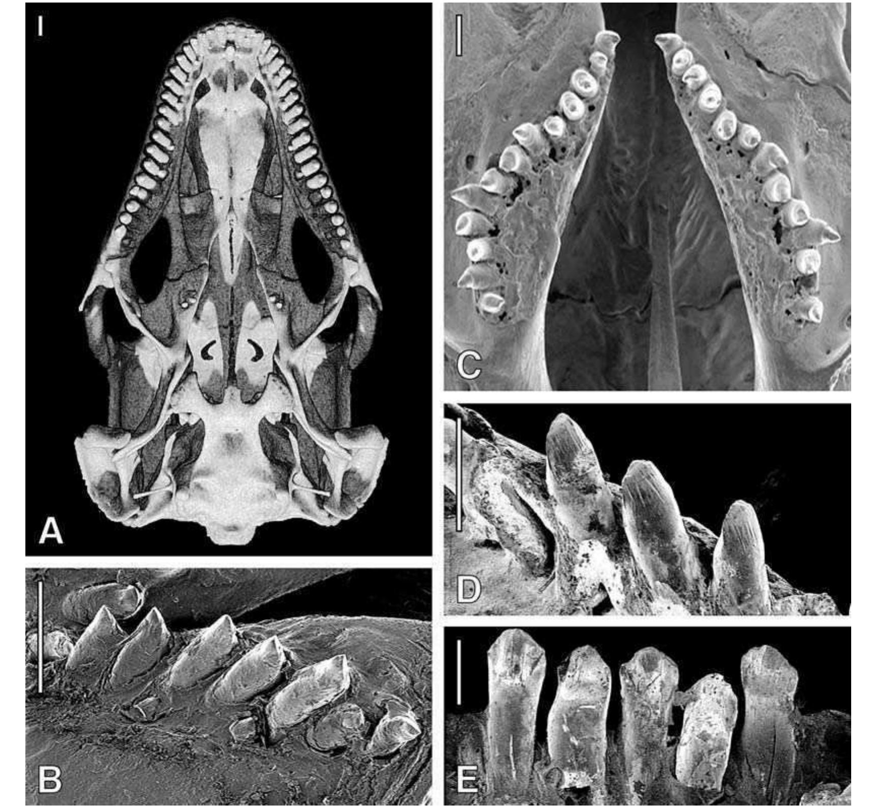 Fic. 11. (a) ct scan showing ventral view of the skull in