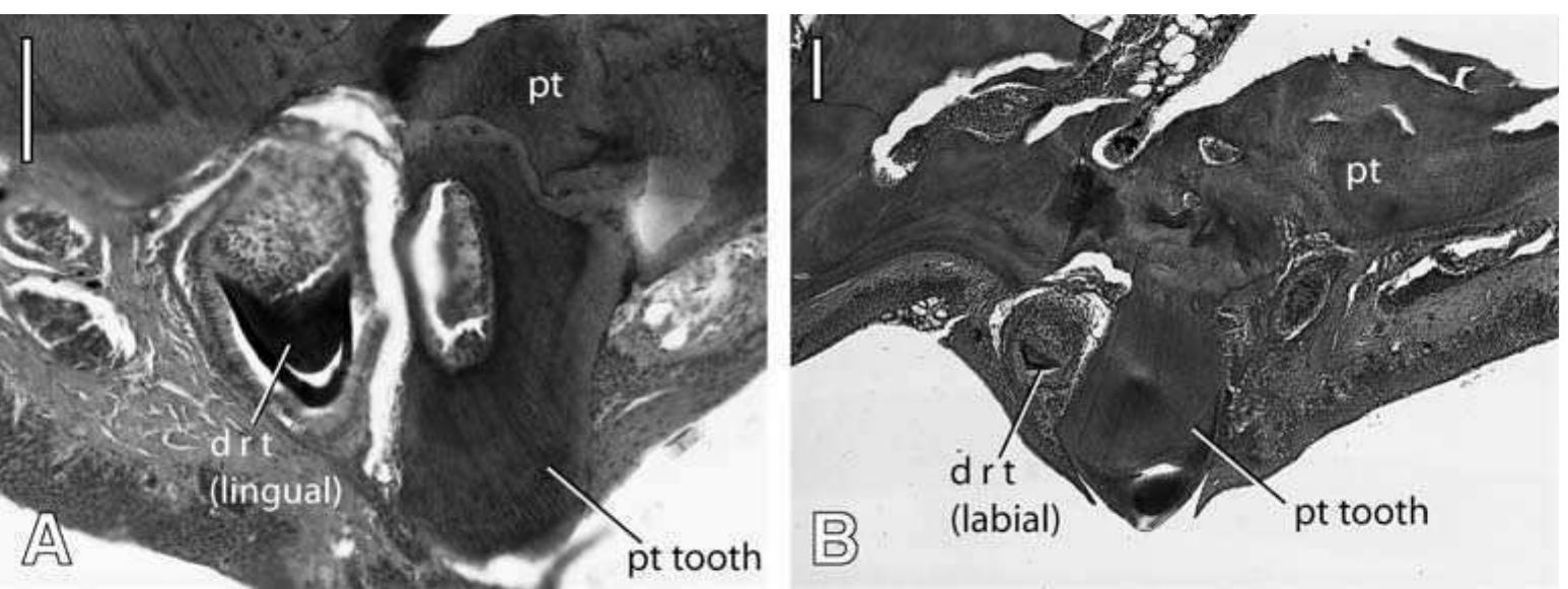 Fic. 12. (a) transverse section through right pterygoid of