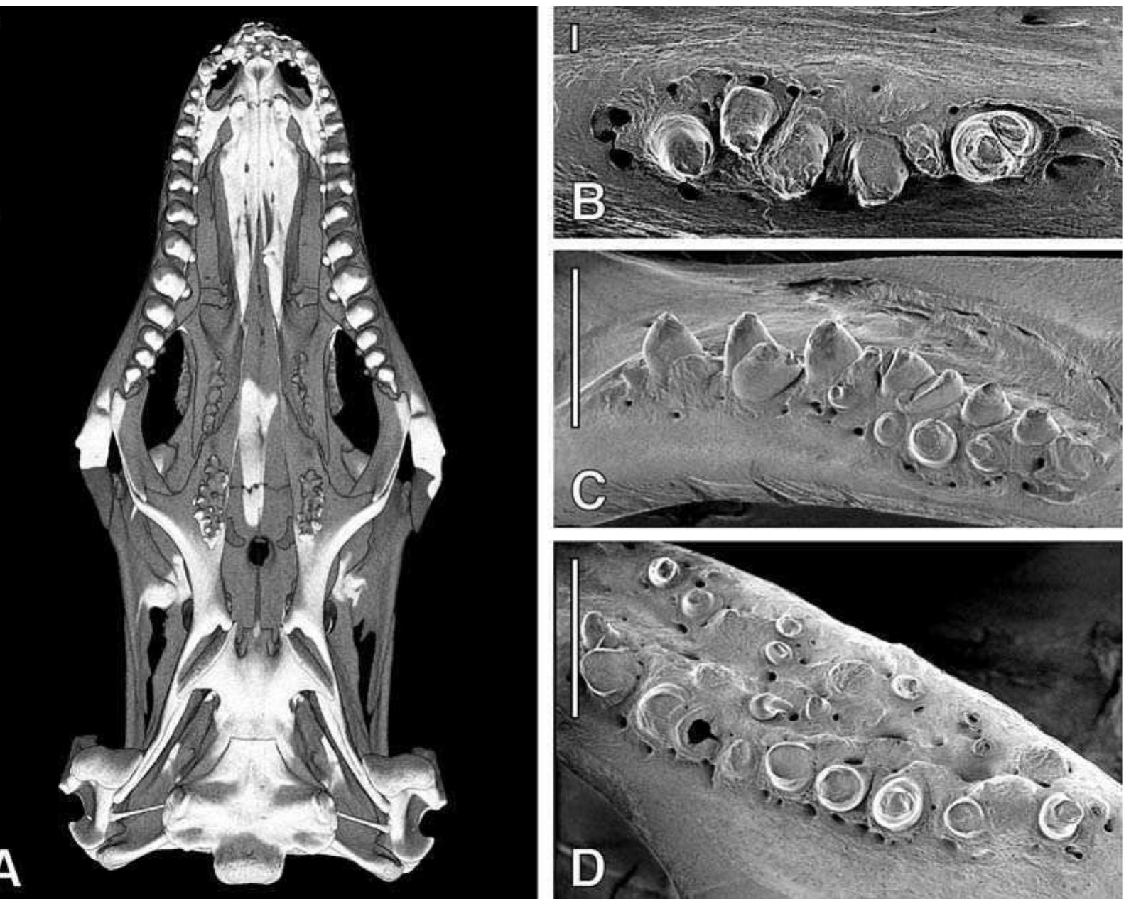 Fic. 14. (a) ct scan showing ventral view of the skull in