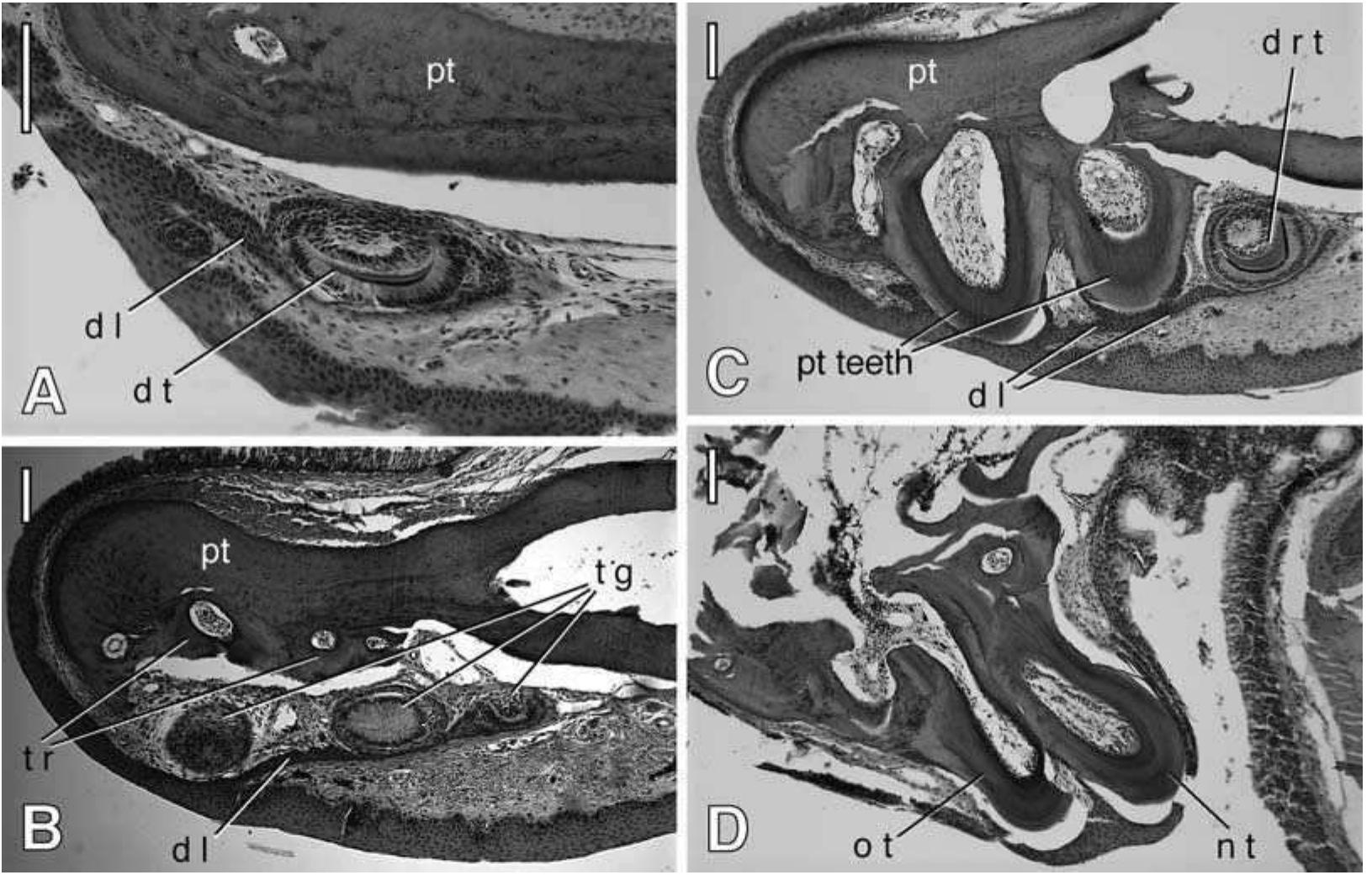 Fic. 15. (a) transverse section of right pterygoid of