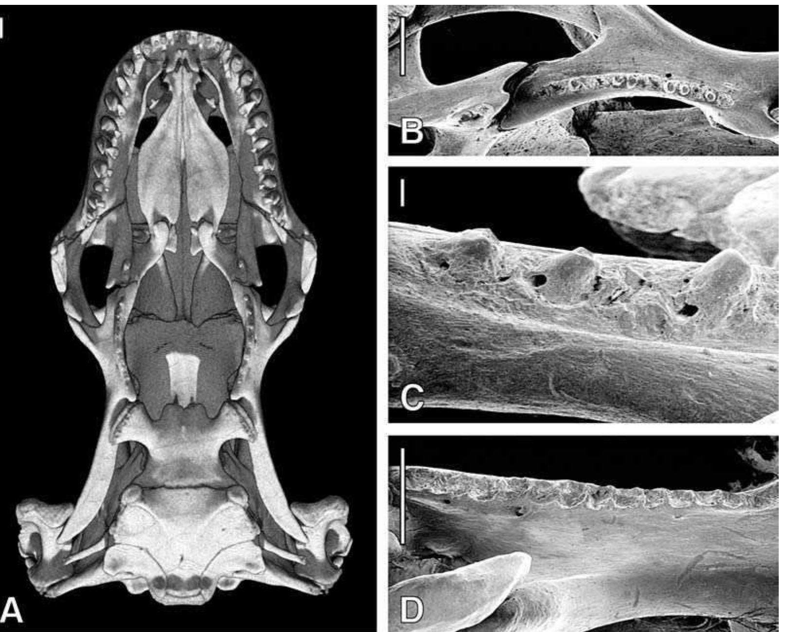 Fic. 17. (a) ct scan showing ventral view of the skull of