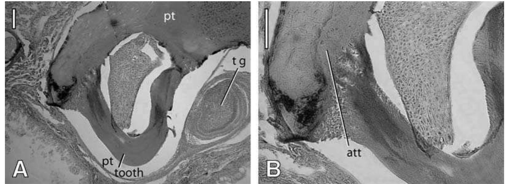 Fic. 22. (a, b) transverse section of right pterygoid of