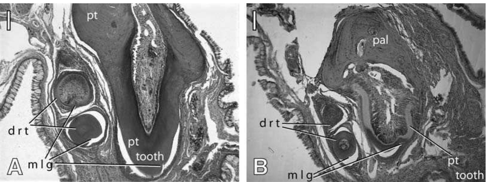 Fic. 29. (a) transverse section of left pterygoid of