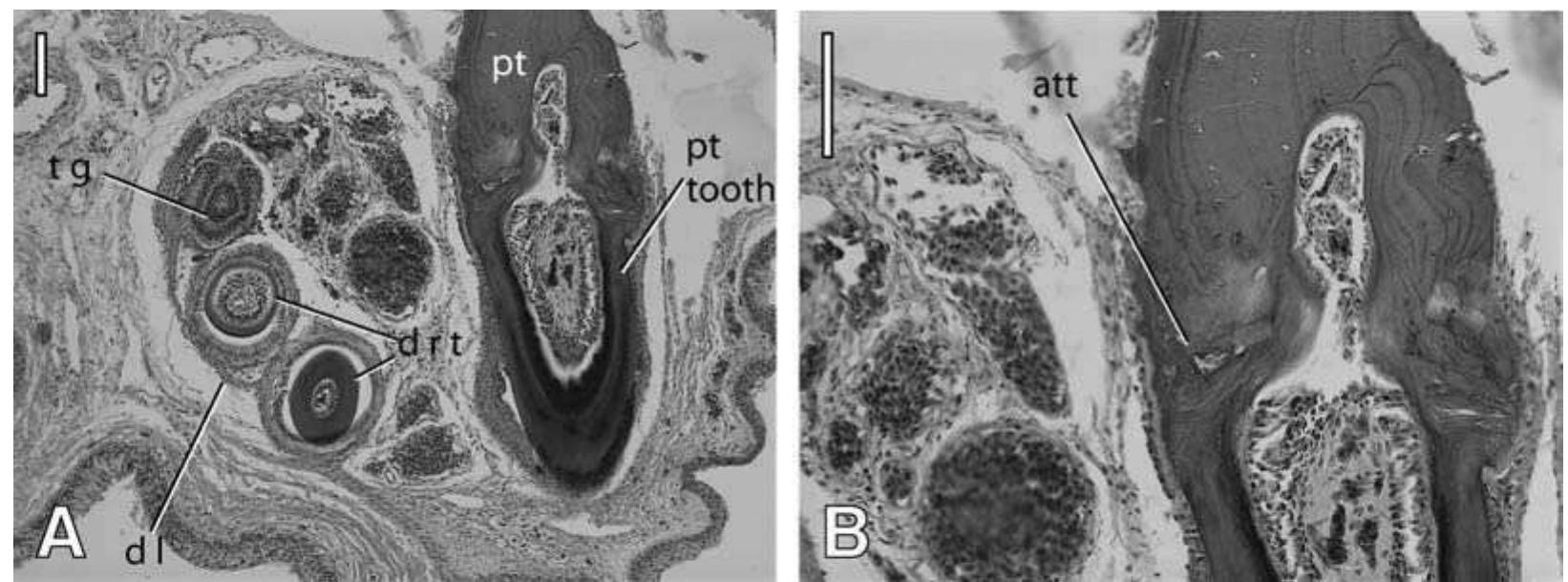 Fic. 31. (a) transverse section of left palatine tooth of