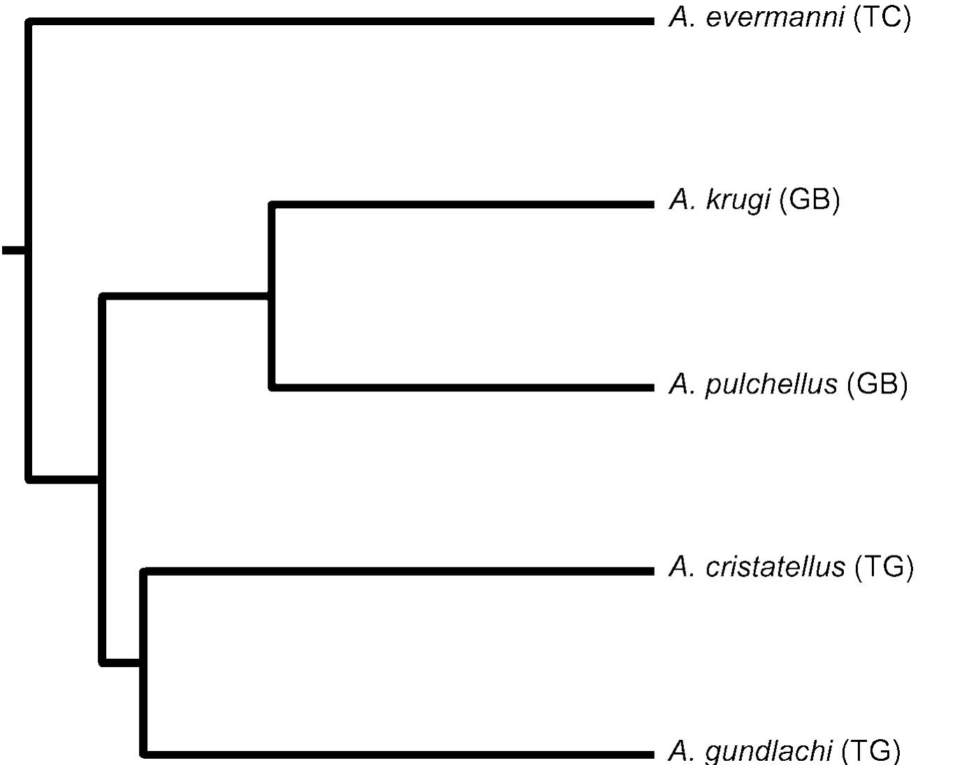 Phylogenetic tree for the five species in the present study.