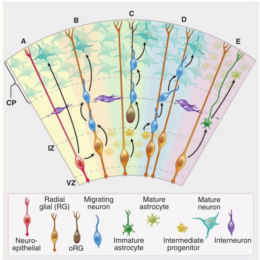 Cortical development—origins of pyramidal neurons and